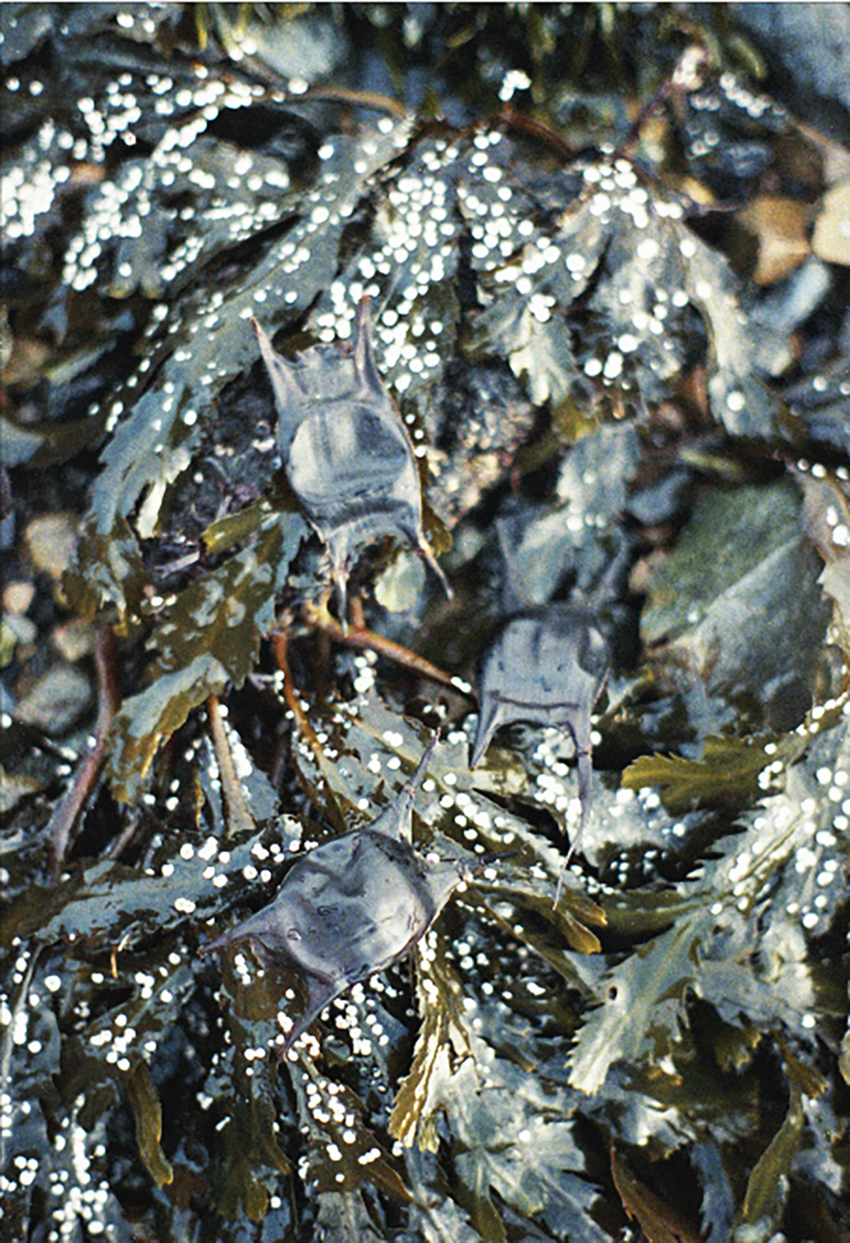 .tiff 2021- Emerging Belgian Photography